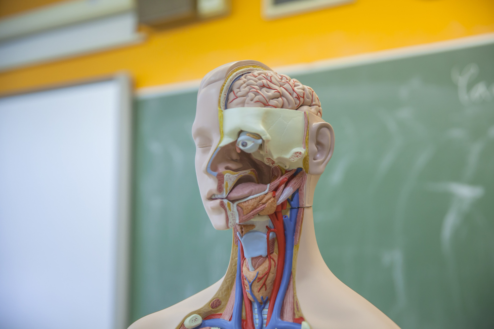 Qual a importância da anatomia para o curso de Medicina?